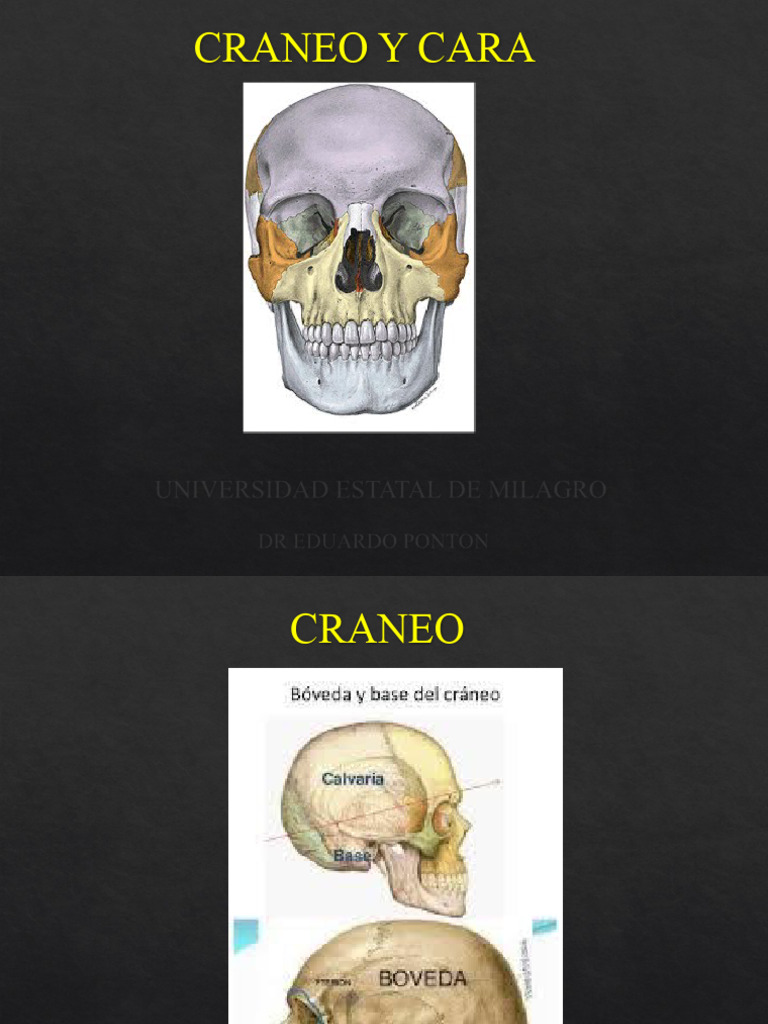 7 Craneo y Cara | PDF | Cráneo | Otorrinolaringología