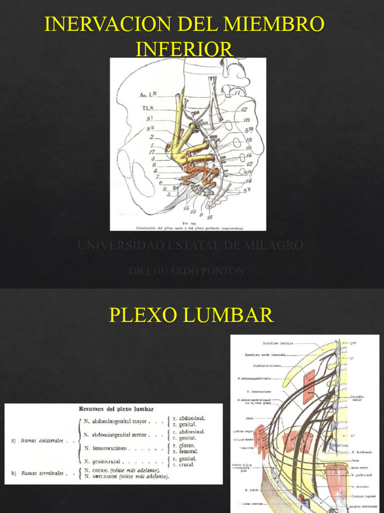 15 Miembro Inferior Inervacion | Descargar gratis PDF | Extremidades ...