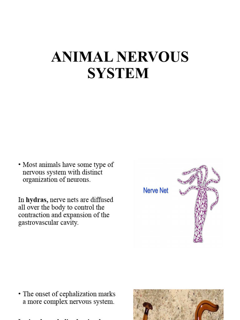 Animal Nervous System Overview | PDF | Nervous System | Neuron