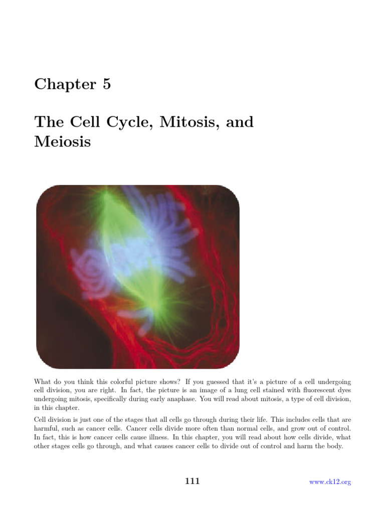 Chapter 5 - The Cell Cycle, Mitosis and Meiosis | PDF | Meiosis | Mitosis