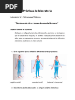 Términos de Relación, Comparación y Lateralidad de Anatomía | PDF ...