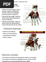 Músculos de La Mano: Eminencia Tenar Eminencia Hipotenar Parte Media ...