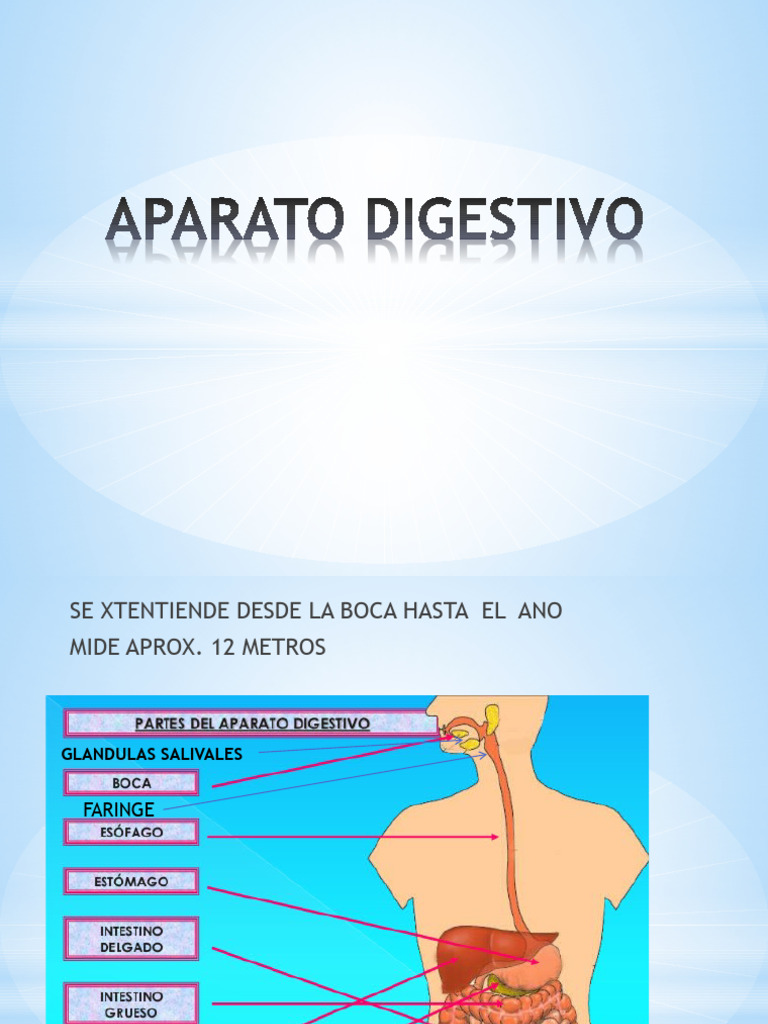 Aparato Digestivo Macro y Micro | PDF | Páncreas | Anatomía