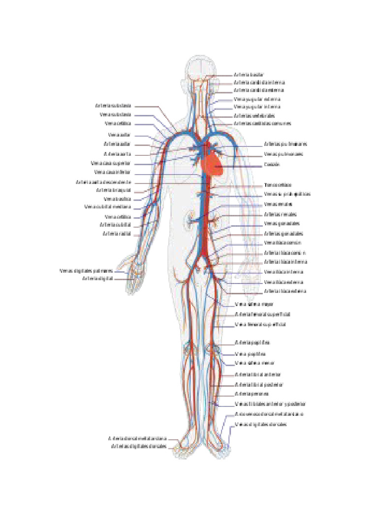 Aparato Circulatorio Teoría Pdf Sistema Circulatorio Corazón