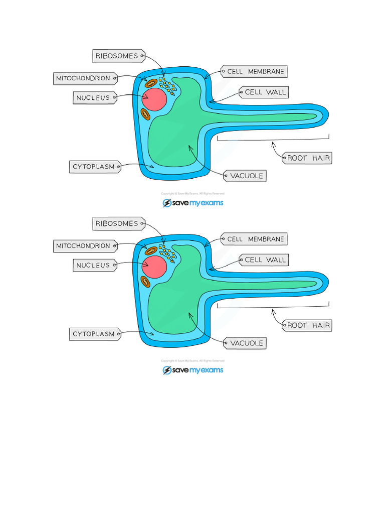 Root Hair Cell | PDF