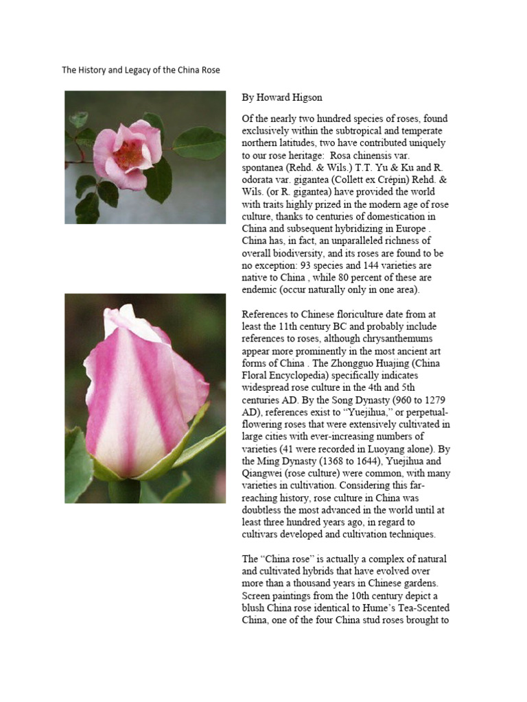 The History and Legacy of the China Rose | PDF | Rose | Plants