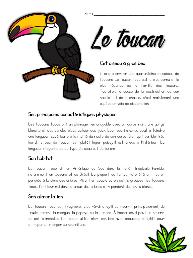 Le toucan toco : habitat et alimentation | PDF | Oiseaux | Paraves