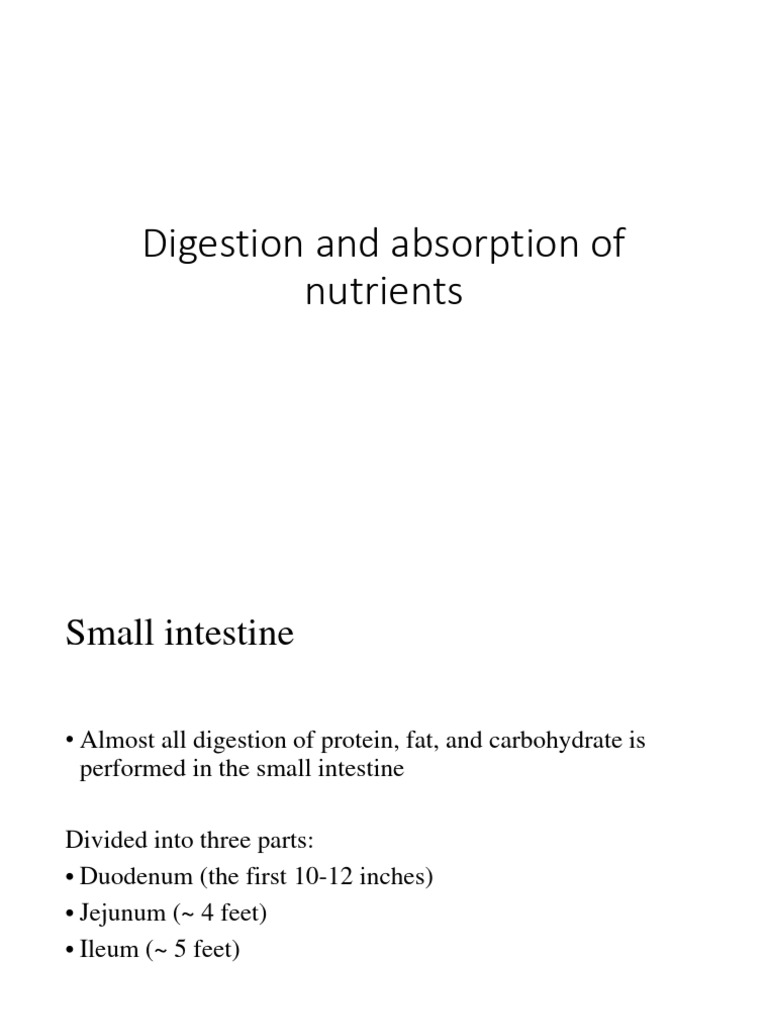 Nutrient Digestion and Absorption Guide | PDF | Small Intestine | Digestion