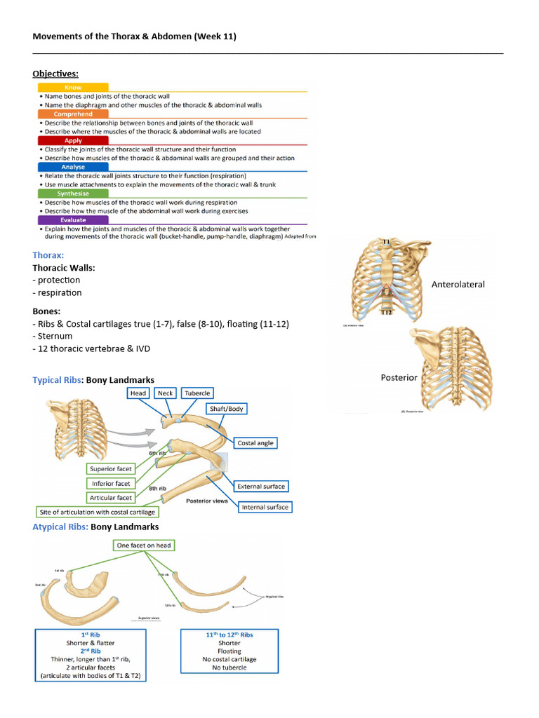 Movements of The Thoracic & Abdominal Walls | PDF | Abdomen | Thorax