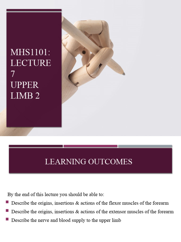 MHS1101 LECTURE 7 UPPER LIMB 2 - in Class Version | PDF | Thumb ...