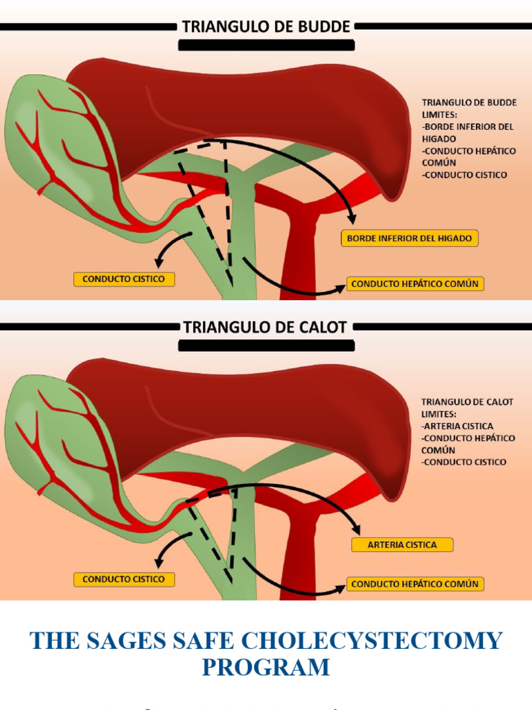 Critical Vision Safety | PDF | Gastroenterología | Sistema digestivo