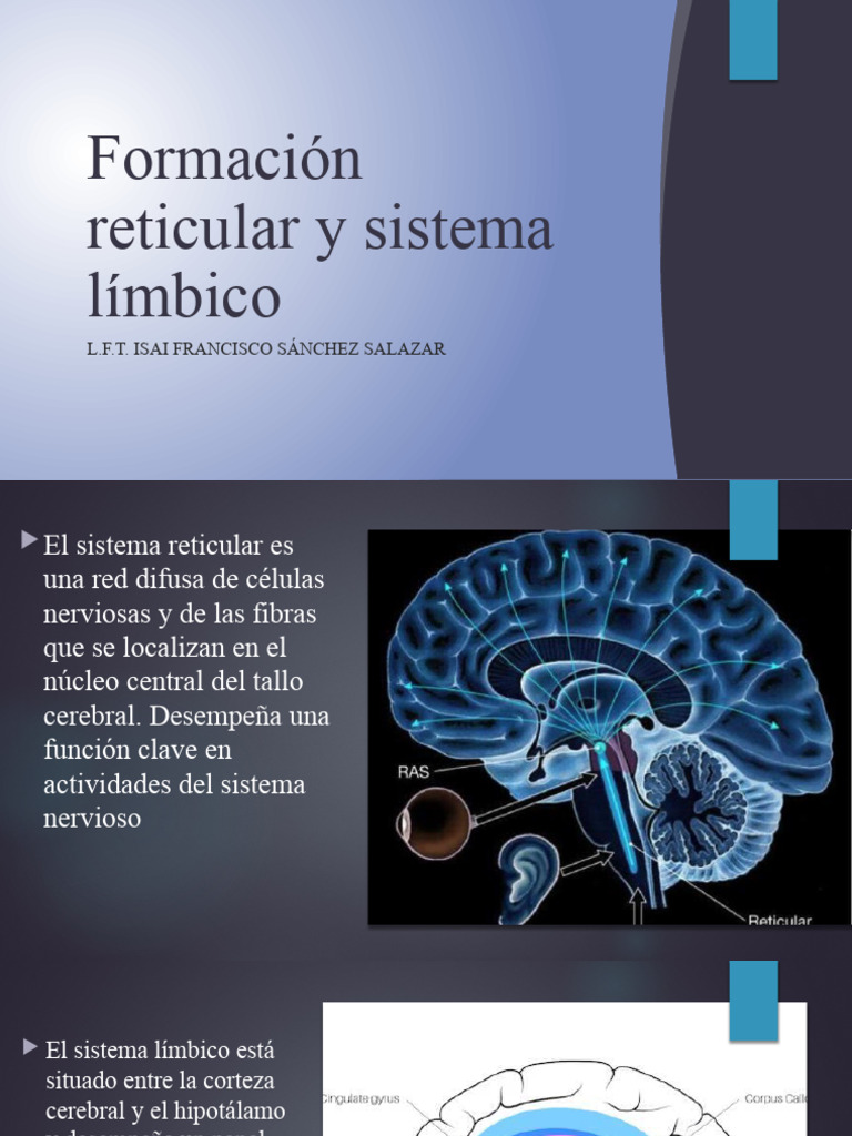 Formación Reticular Y Sistema Límbico Pdf Cerebro Hipotálamo
