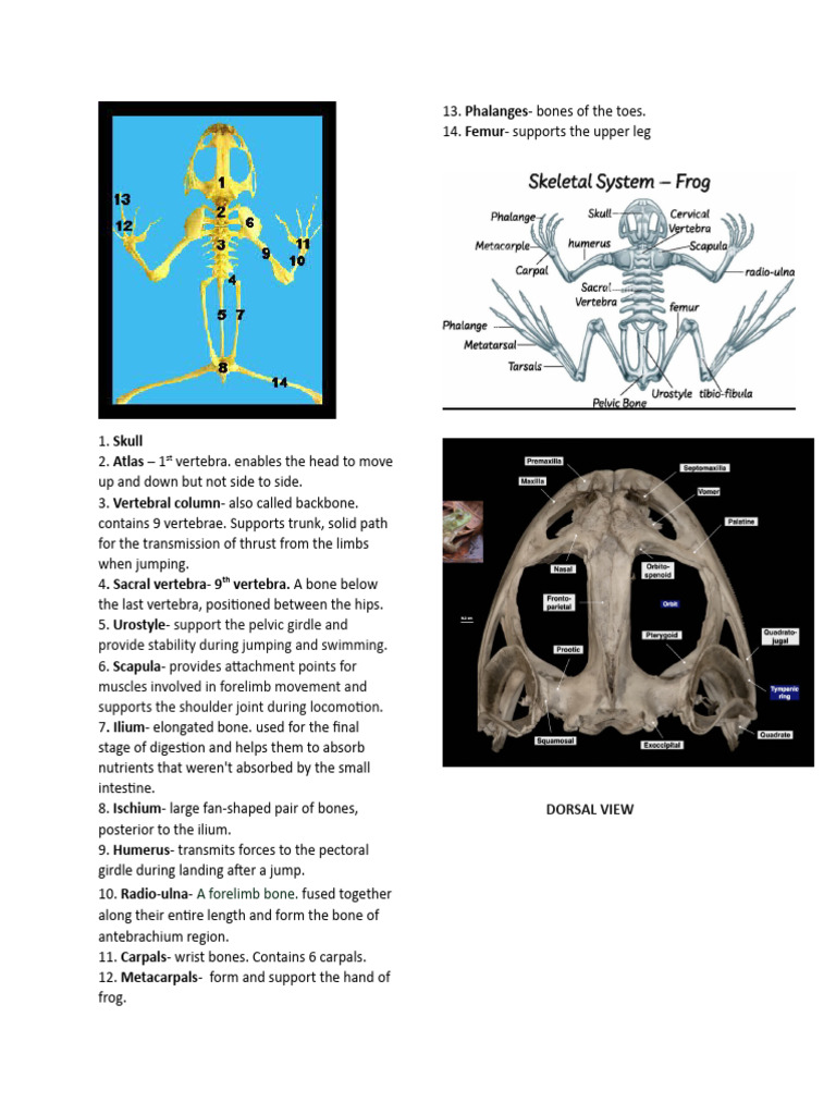 Frog External Anatomy | PDF