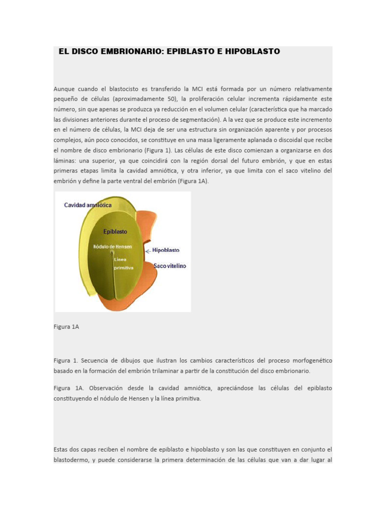 Formación del Disco Embrionario y Gastrulación | PDF | Embrión ...