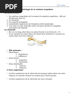 Mouvements de l'Épaule et du Bras | PDF