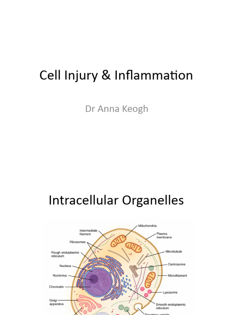 Cell Injury Mechanisms and Inflammation | PDF | Inflammation | White ...