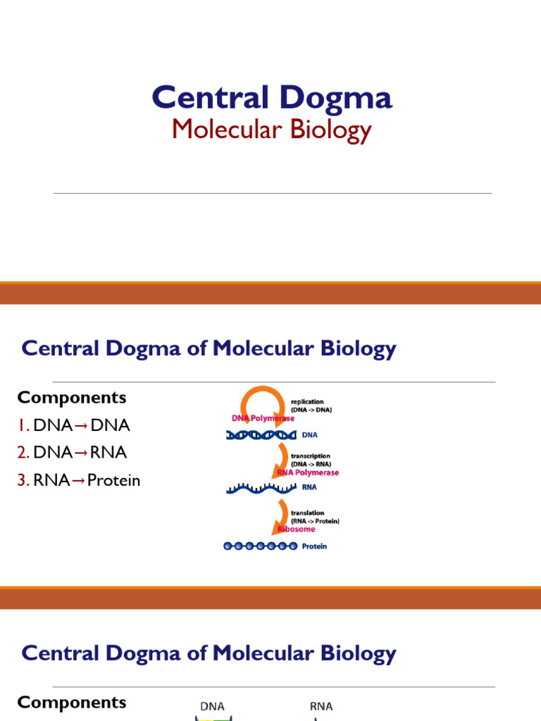 Cell Cycle | PDF | Cell Cycle | Mitosis
