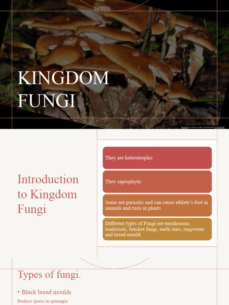 KINGDOM FUNGI | PDF | Fungus | Candidiasis