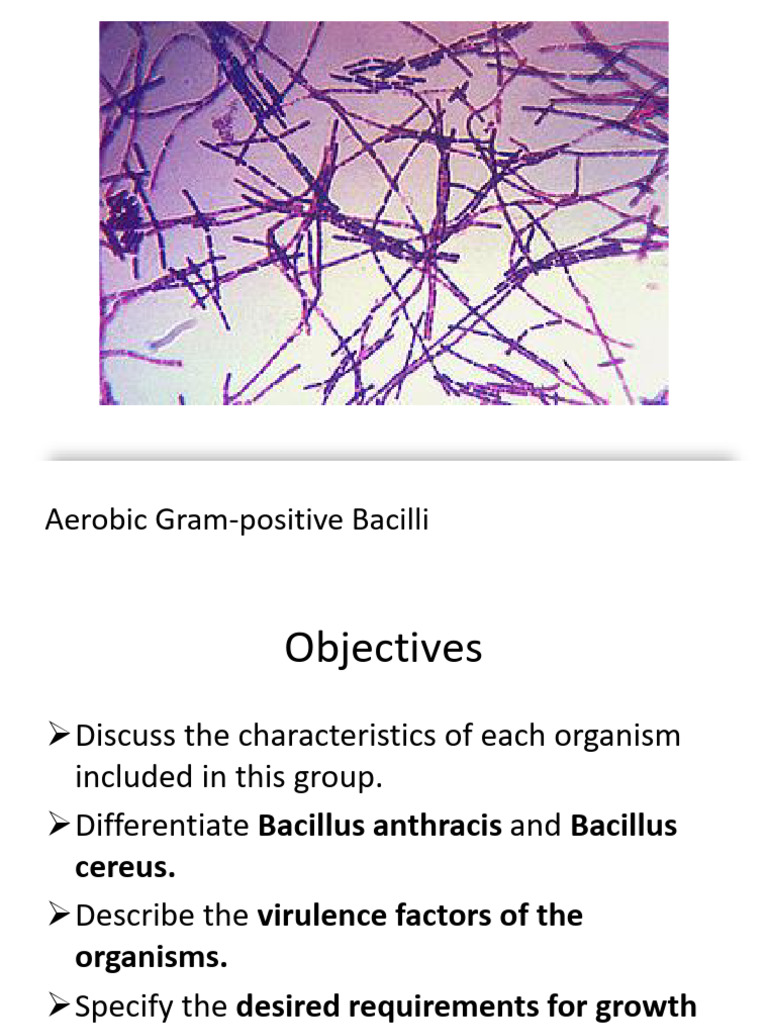 Aerobic Gram-Positive Bacilli Overview | PDF | Bacillus | Gram Positive ...