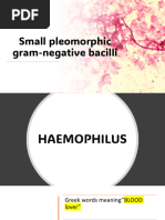 Small Pleomorphic Gram-Negative Bacilli | PDF | Gram Negative Bacteria ...
