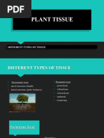 Plant Tissues Notes | PDF | Tissue (Biology) | Plant Stem