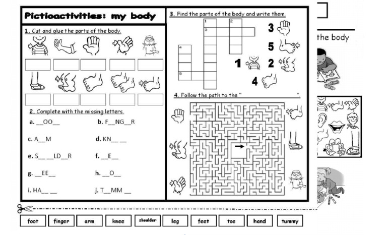 The body 3rd grade | PDF