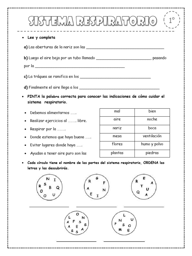 Ficha - Sistema respiratorio 1° | PDF
