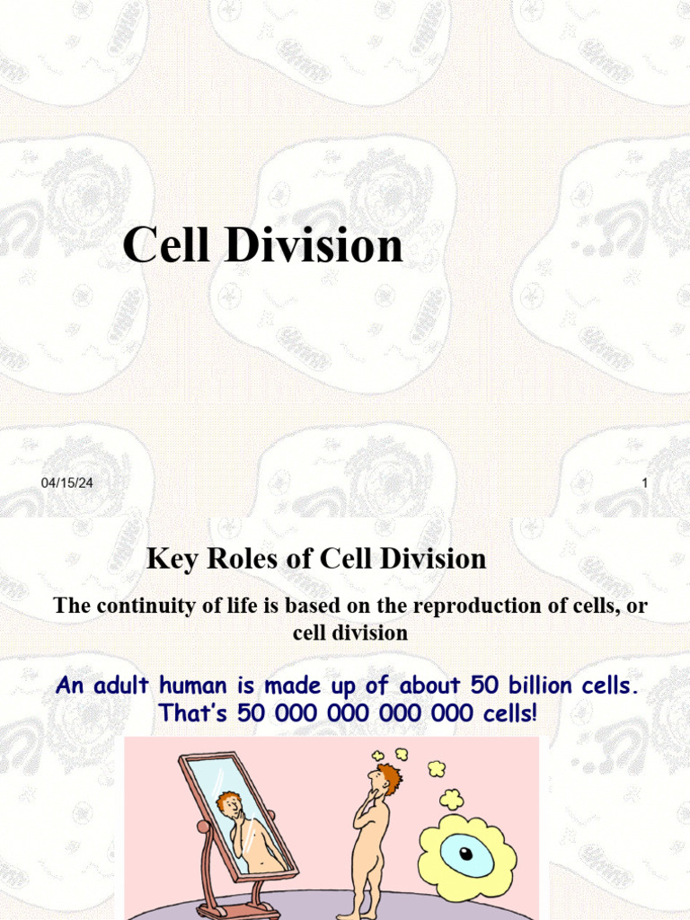 Cell Division Class | PDF | Meiosis | Mitosis