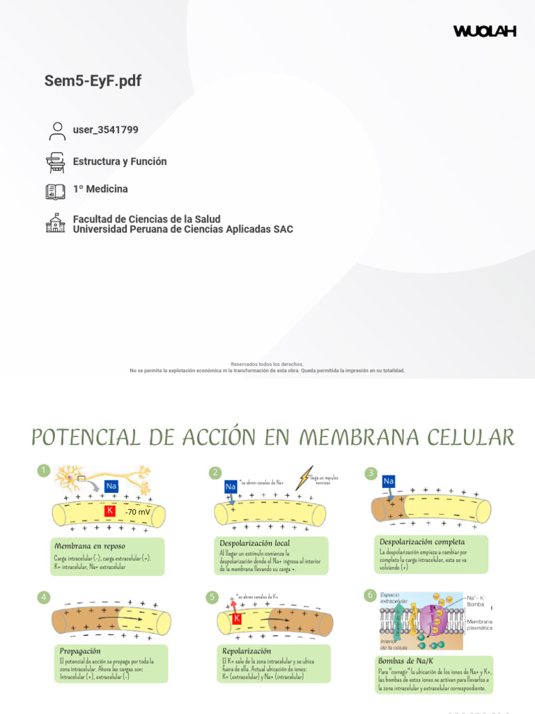 Sem5 EyF | PDF | Despolarización | Potencial de acción