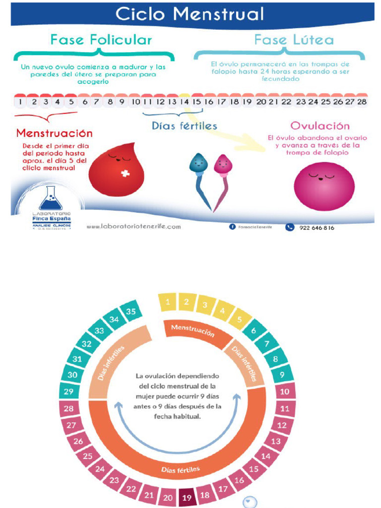 Ciclo Menstrual | PDF