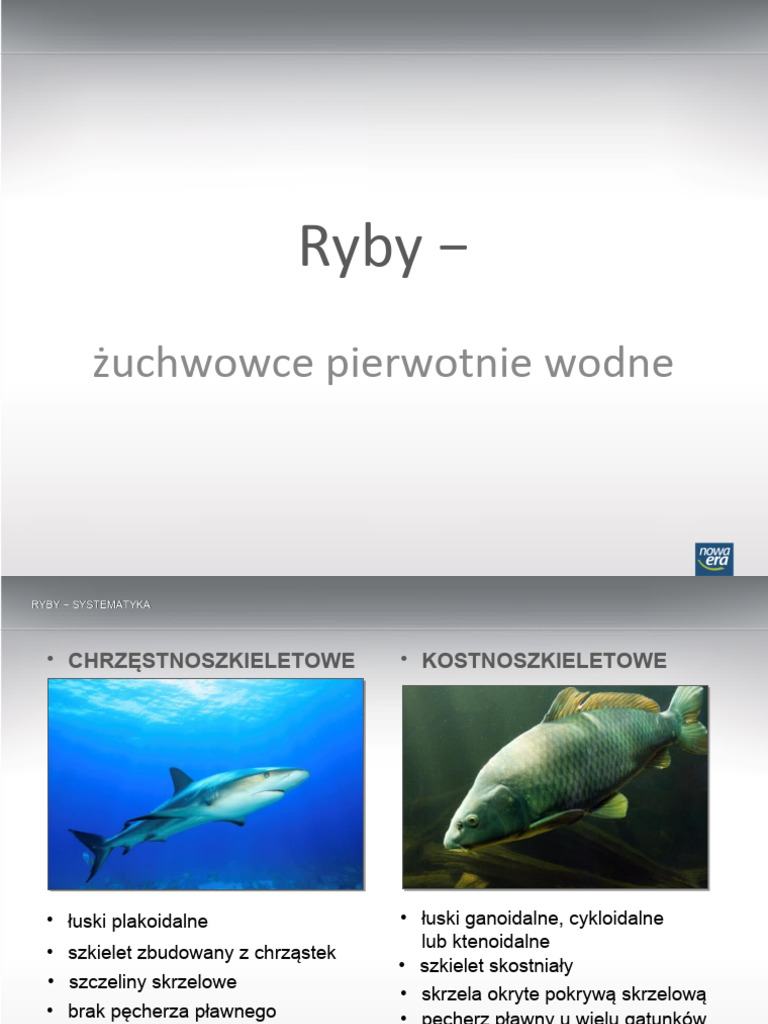 RYBY Prezentacja | PDF