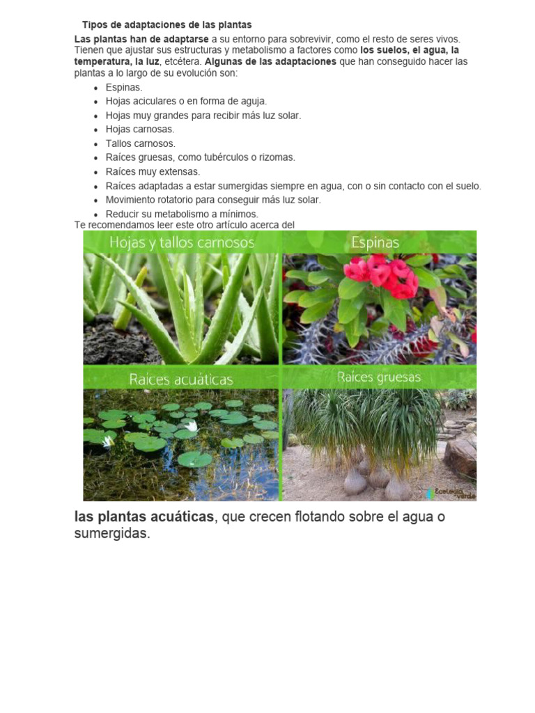 Adaptaciones de las Plantas al Entorno | PDF | Ciencia y matemáticas