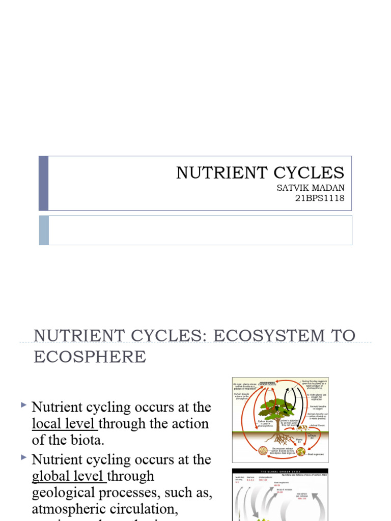 Understanding Nutrient Cycles in Ecosystems | PDF | Ecosystem | Soil