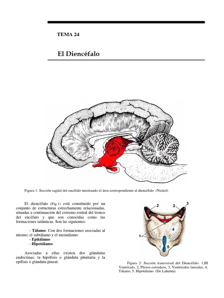 Sistema Nervioso 6. Diencéfalo | PDF | Glándula pituitaria | Hipotálamo