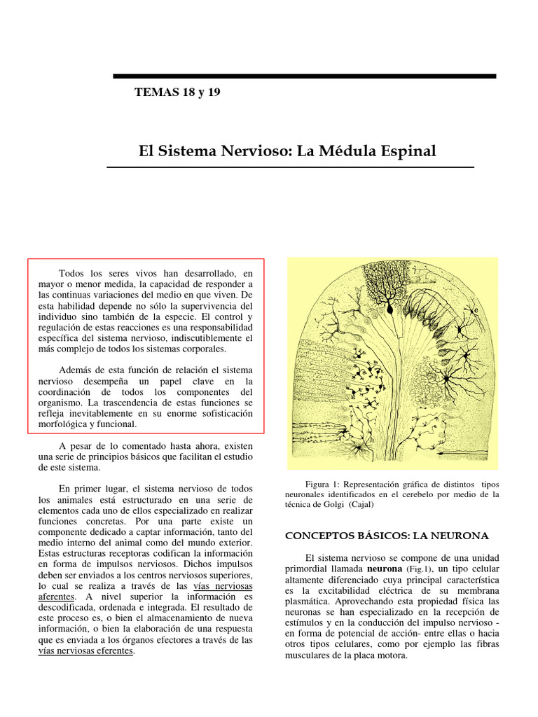 Sistema Nervioso 1. Introducción - Médula Espinal | PDF | Médula ...