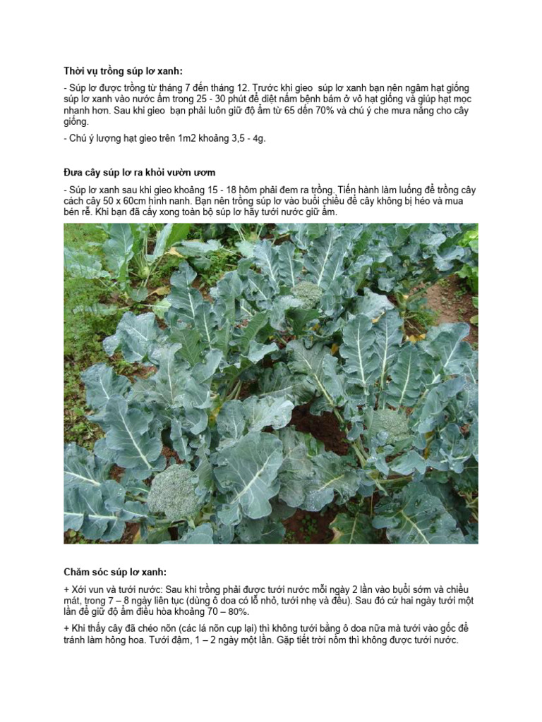 Huong Dan Trong Suplo Xanh | PDF