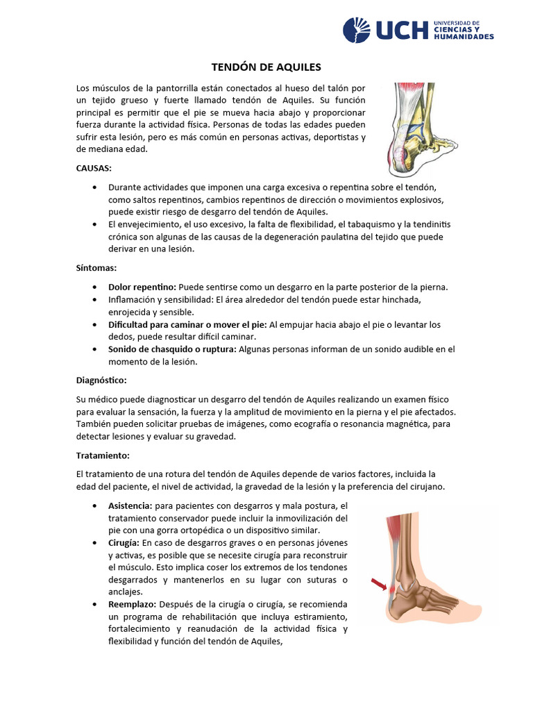 Lesiones y Tratamientos del Tendón de Aquiles | PDF | Tendón ...