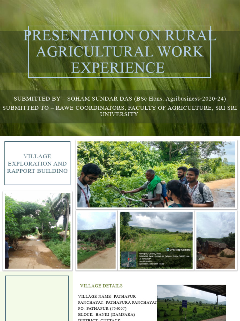 Presentation On Rural Agricultural Work Experience | PDF | Dairy | Milk