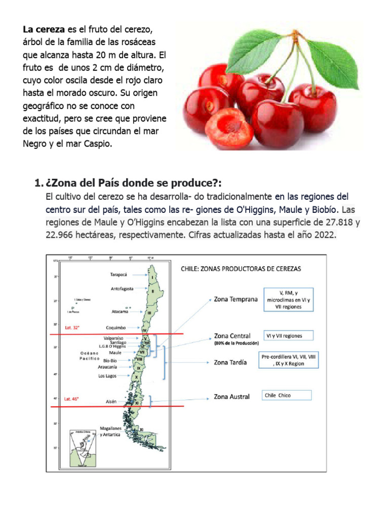 La cereza | PDF | Fruta | Cereza