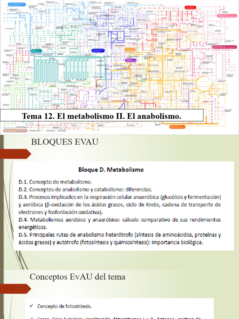 Tema 10. El Metabolismo II. El Anabolismo. | Descargar gratis PDF ...