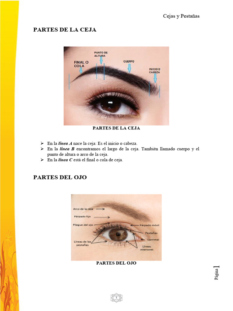 PARTES DE LA CEJA | PDF | Ceja | Pelo