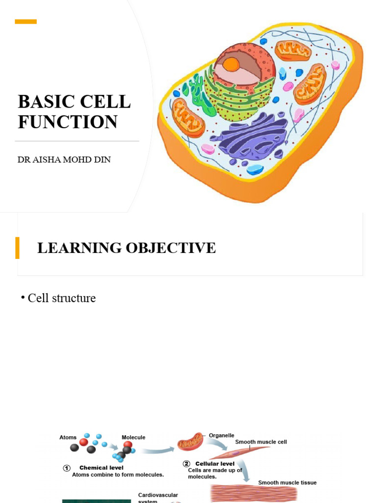 21 Basic Cell Function Download Free Pdf Cell Membrane Endoplasmic Reticulum 