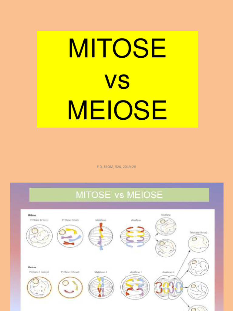 11mitose Vs Meiose Variabilidade Mutações Cromossómicas Pdf