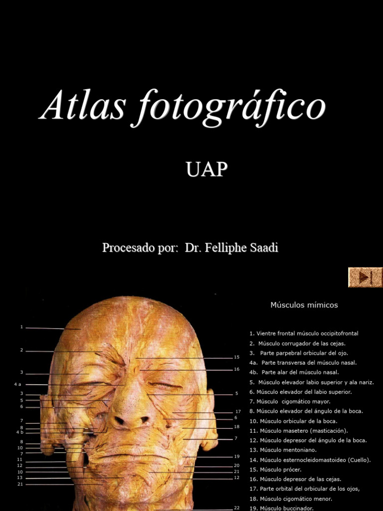 Atlas Fotográfico | PDF | Anatomía humana | Sistema musculoesquelético