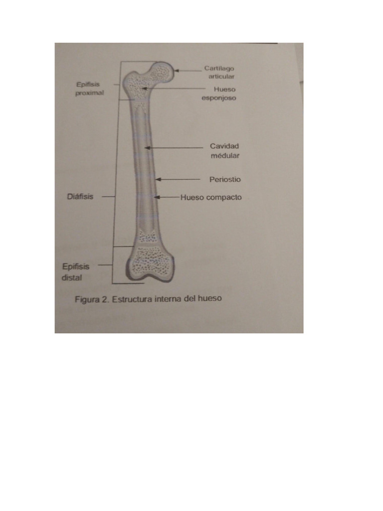Estructura Del Hueso Pdf