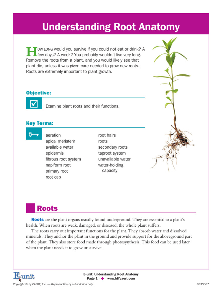 Root Anatomy E-Unit | PDF | Root | Soil