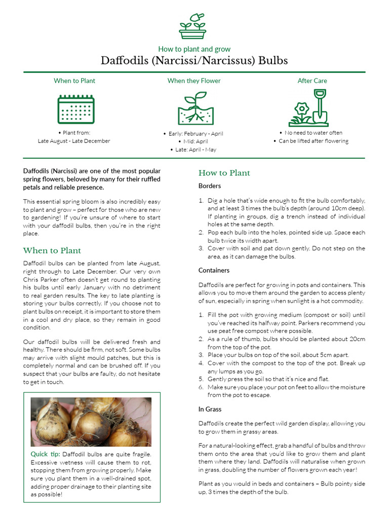 Daffodils - Growing Guide - PDF | PDF | Agriculture | Horticulture