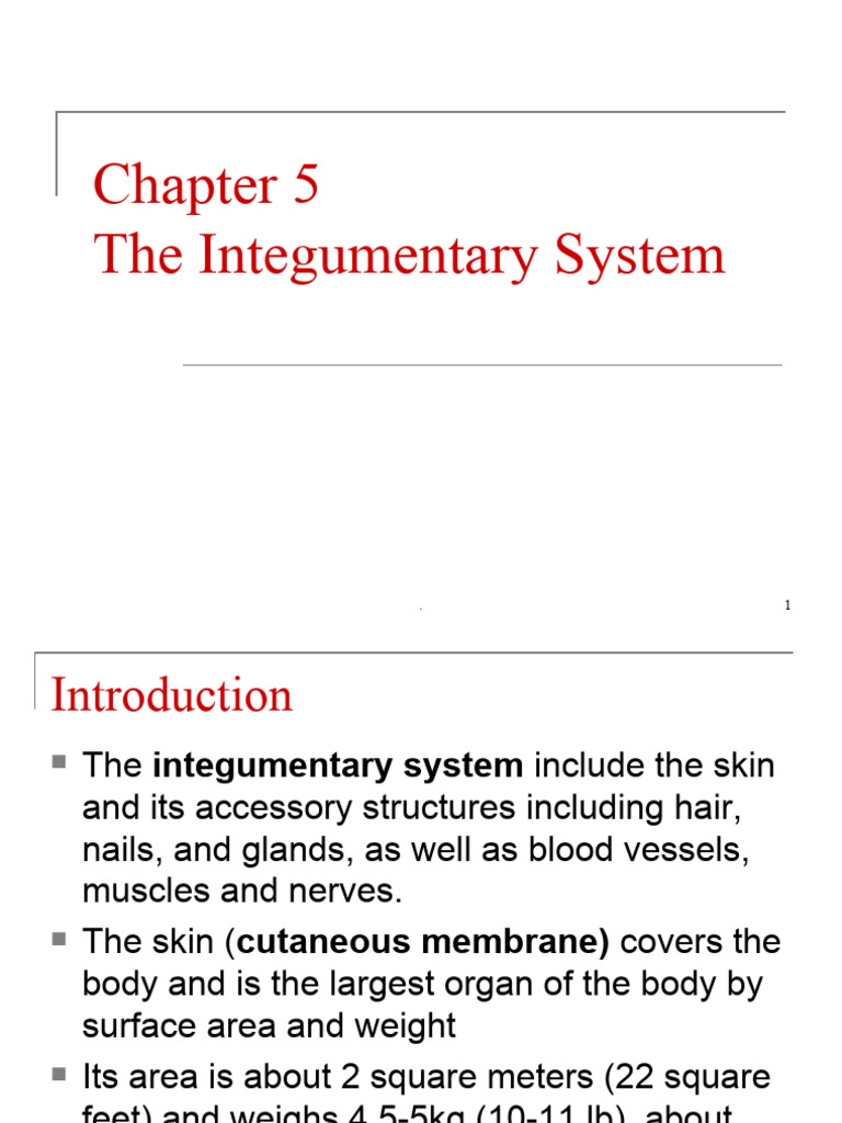 Integumentary System | PDF | Skin | Integumentary System