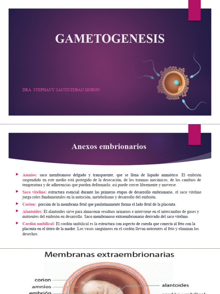 Anexos Embrionarios y Gametogénesis | PDF | Mitosis | Mitosis