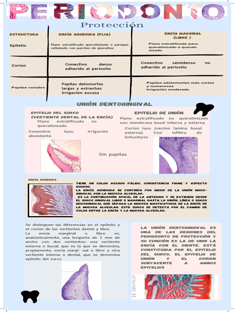 Periodonto | PDF | Anatomía | Diente